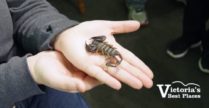 Victoria Bug Zoo | Victoria's Best Places